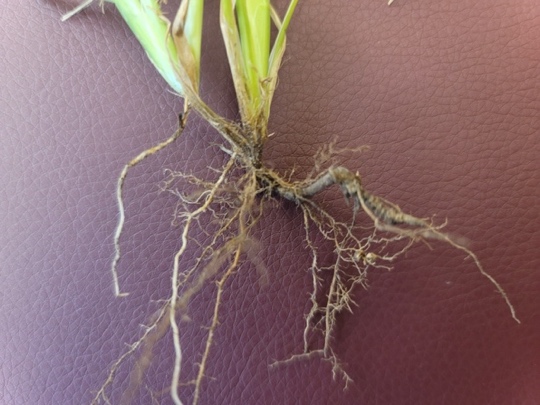 2 Take-All Root Rot In-Depth – Gardening With Skip