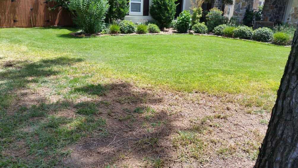 3 Take-All Root Rot In-Depth – Gardening With Skip